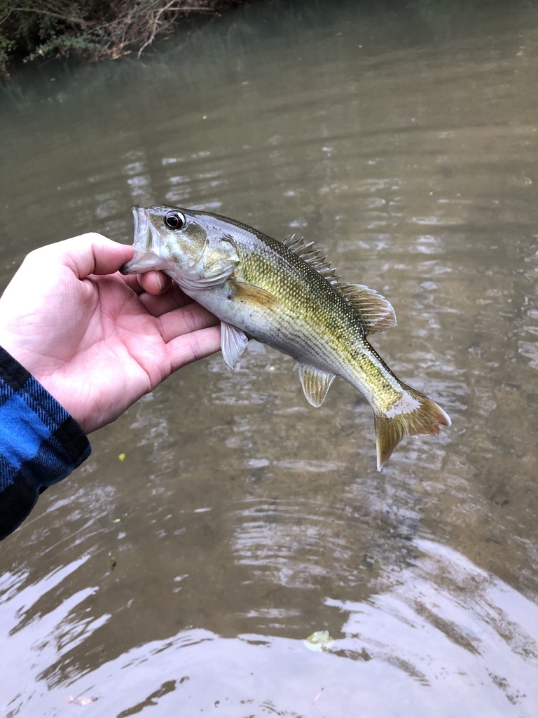 Redeye Bass from SR-174, Springville, AL, US on November 07, 2020 at 02 ...
