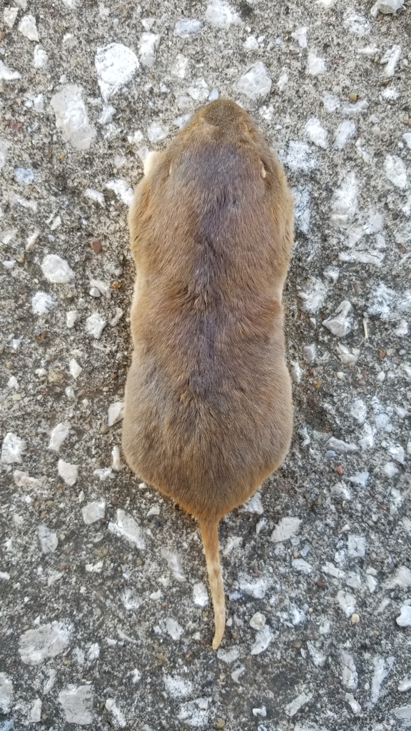 Plains Pocket Gopher from Keller, TX, USA on November 7, 2020 at 03:05 ...