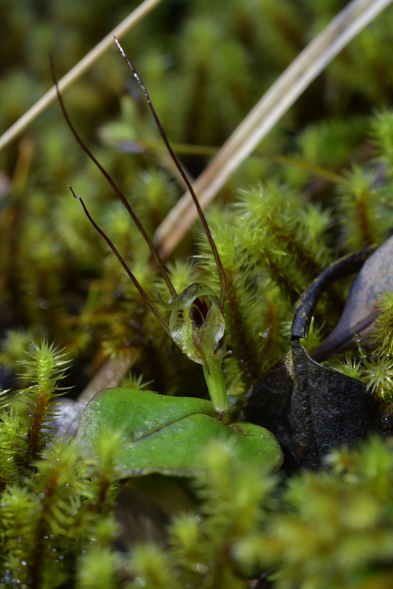 Corybas papa Molloy & Irwin