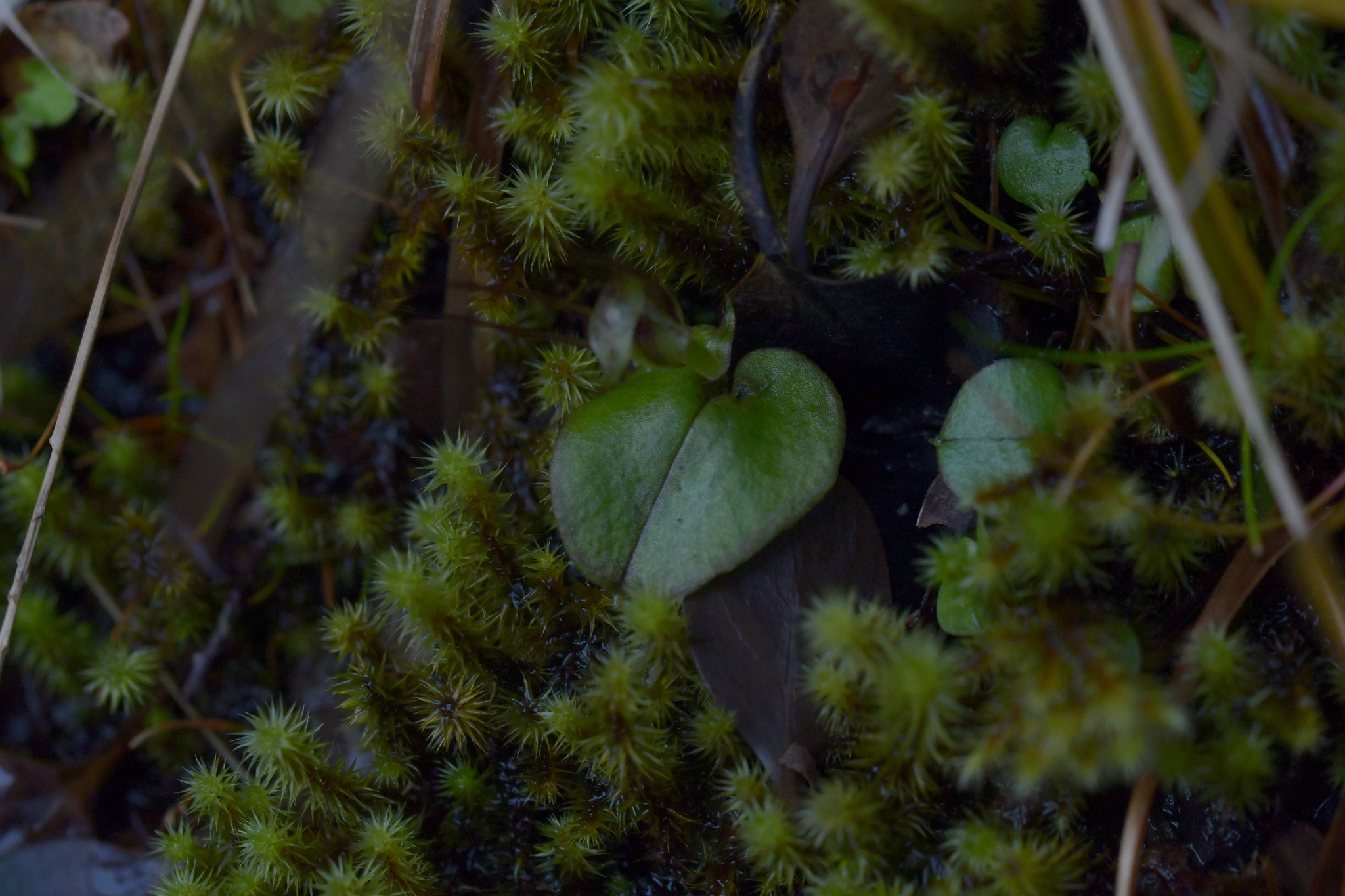 Corybas papa Molloy & Irwin