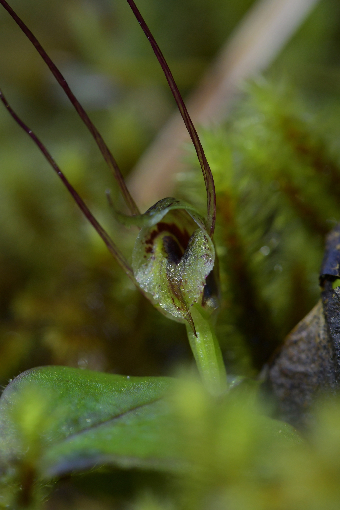 Corybas papa Molloy & Irwin