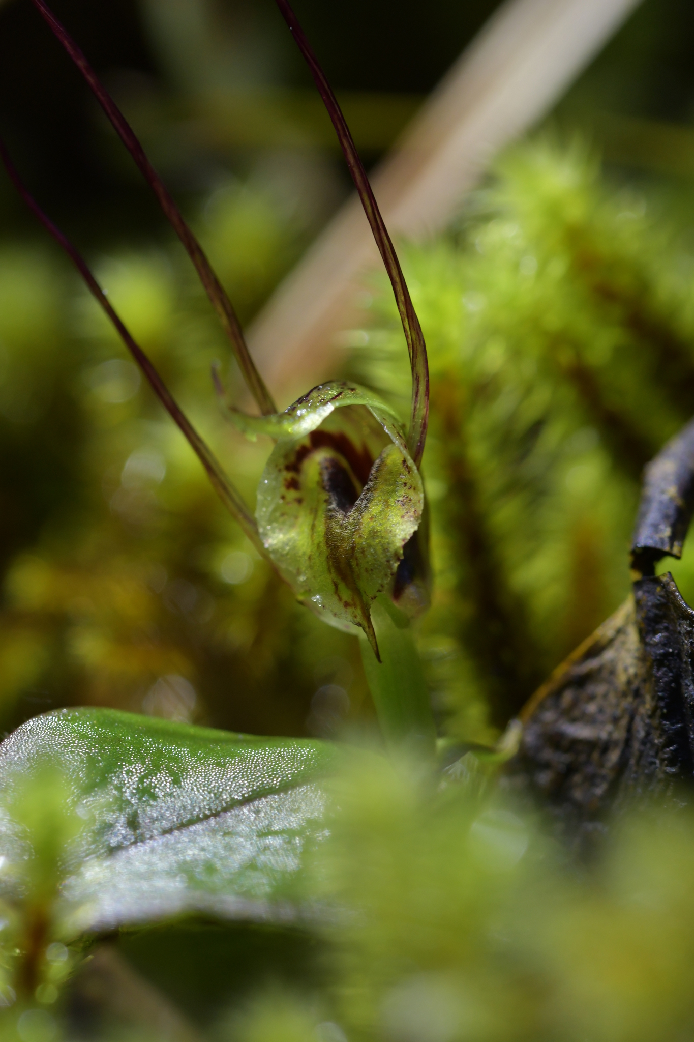 Corybas papa Molloy & Irwin