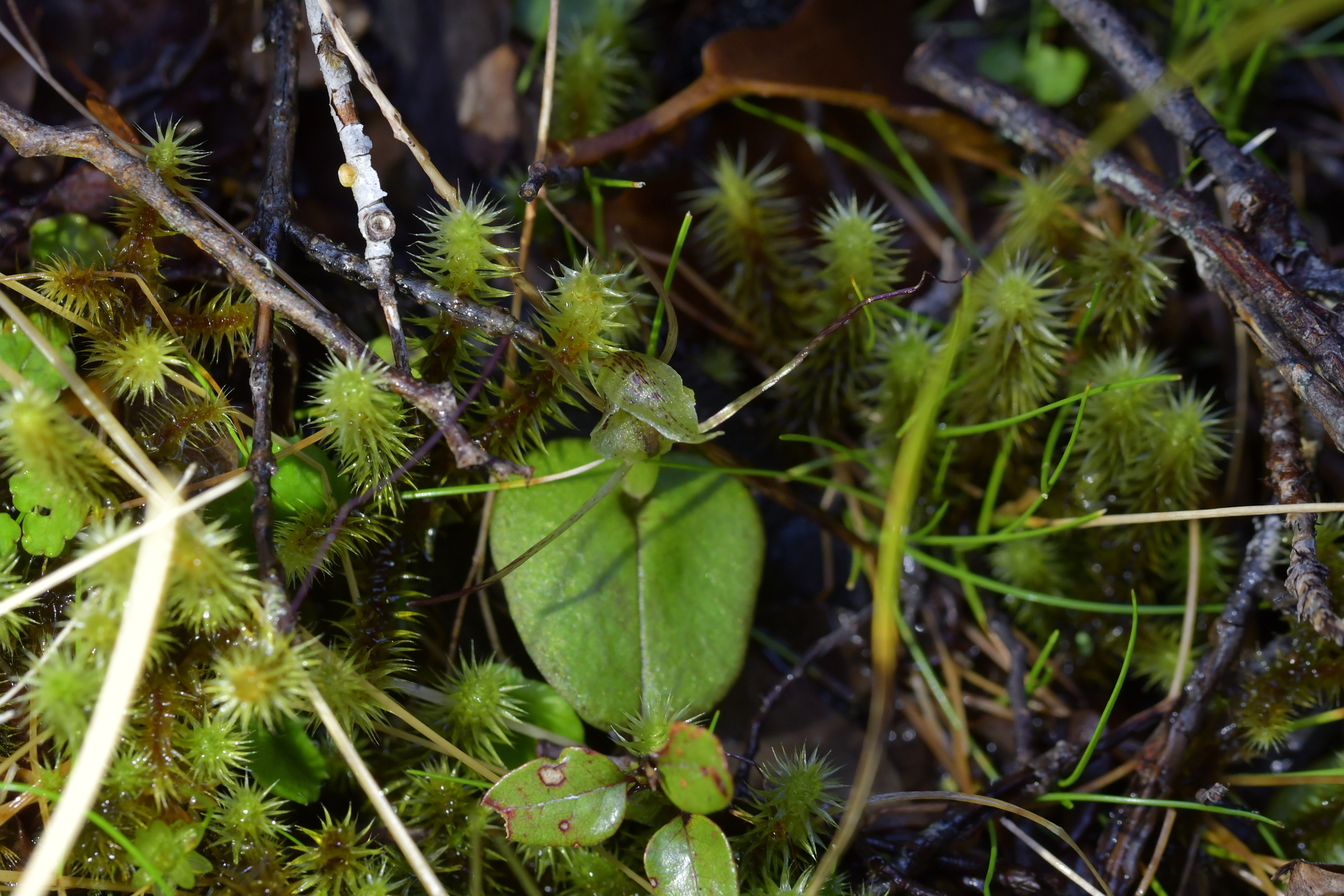 Corybas papa Molloy & Irwin