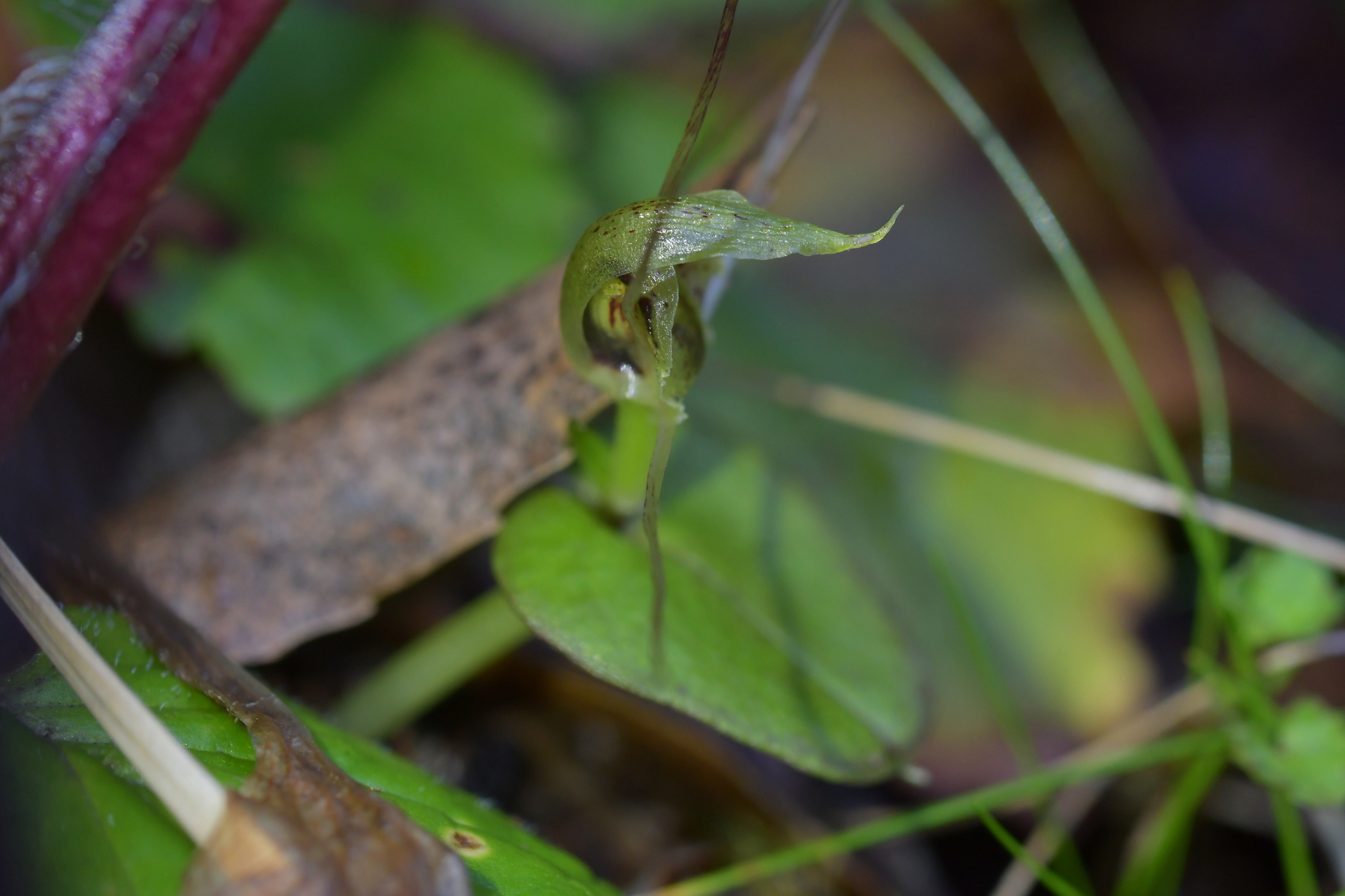 Corybas papa Molloy & Irwin