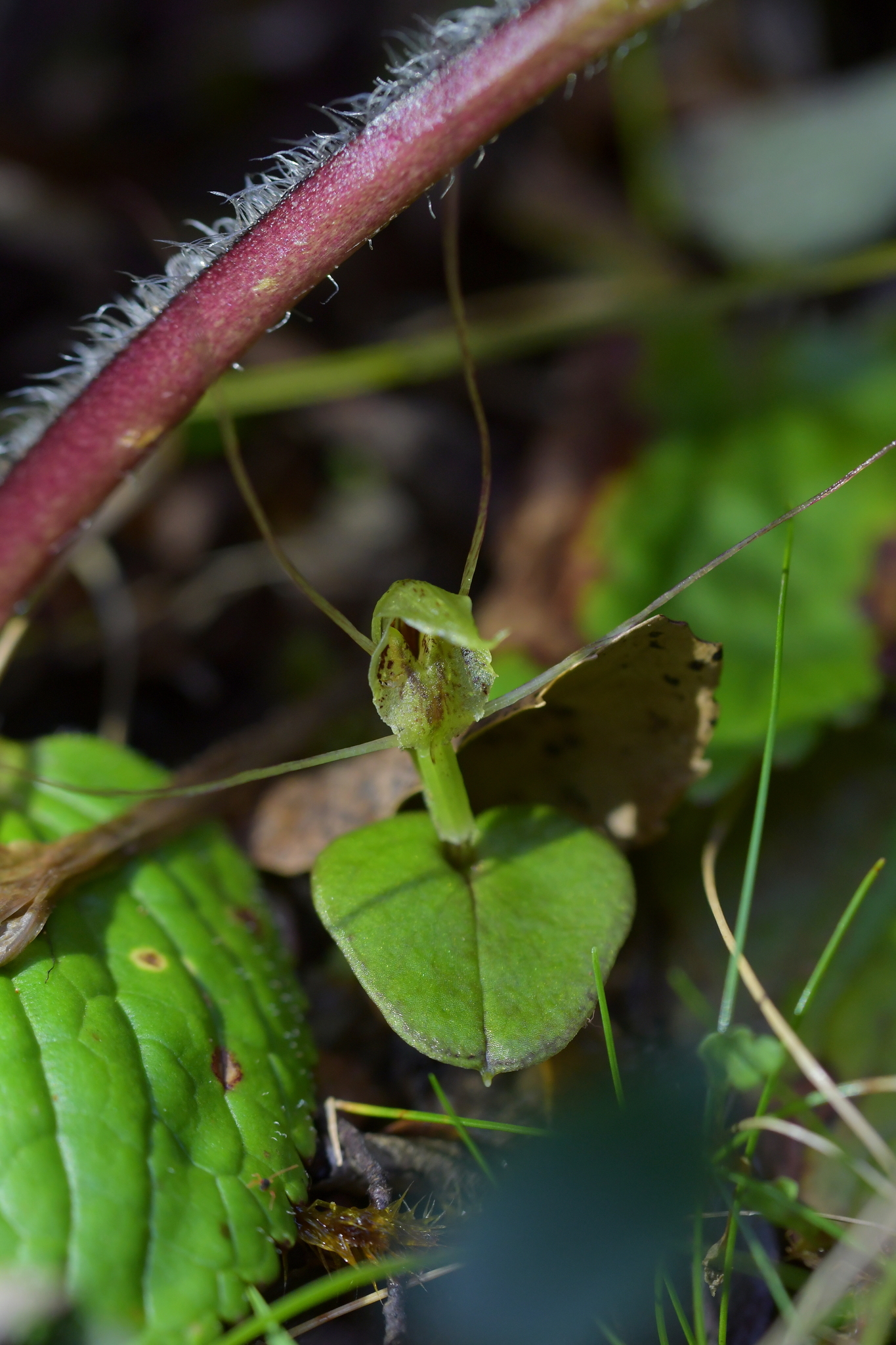 Corybas papa Molloy & Irwin
