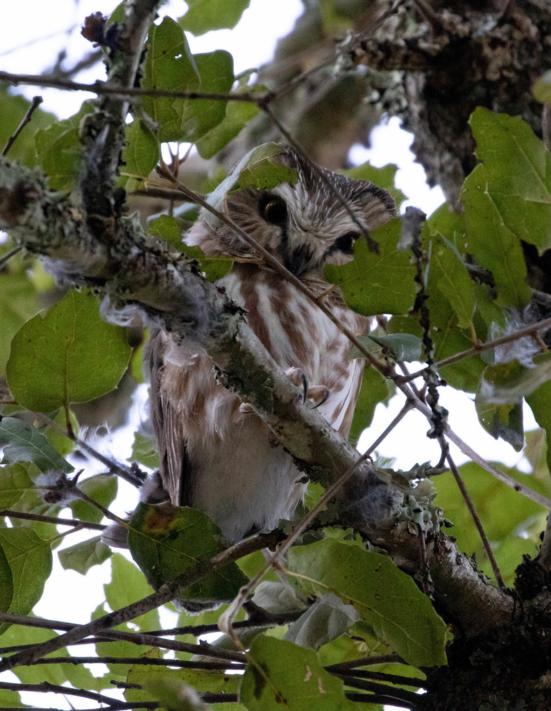 Northern Saw-whet Owl in November 2020 by Dan Fitzgerald (Fitz ...
