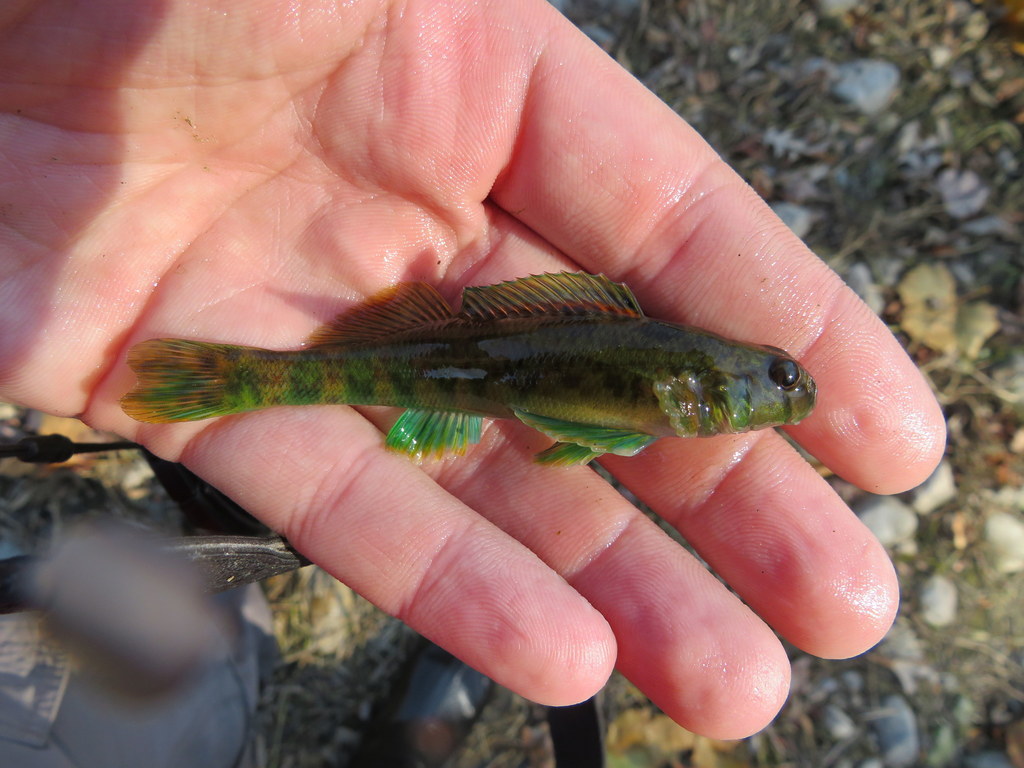 Greenside Darter in November 2020 by Jared Gorrell. Middle Fork ...