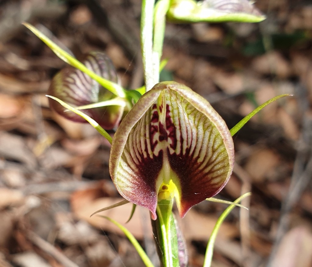 bonnet orchid from Sydney NSW, Australia on November 08, 2020 at 01:37 ...