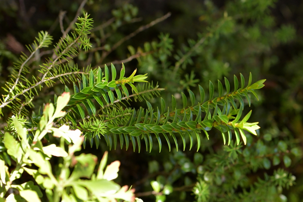 Boxleaf Hebe from Ruapehu District, Manawatu-Wanganui, New Zealand on ...