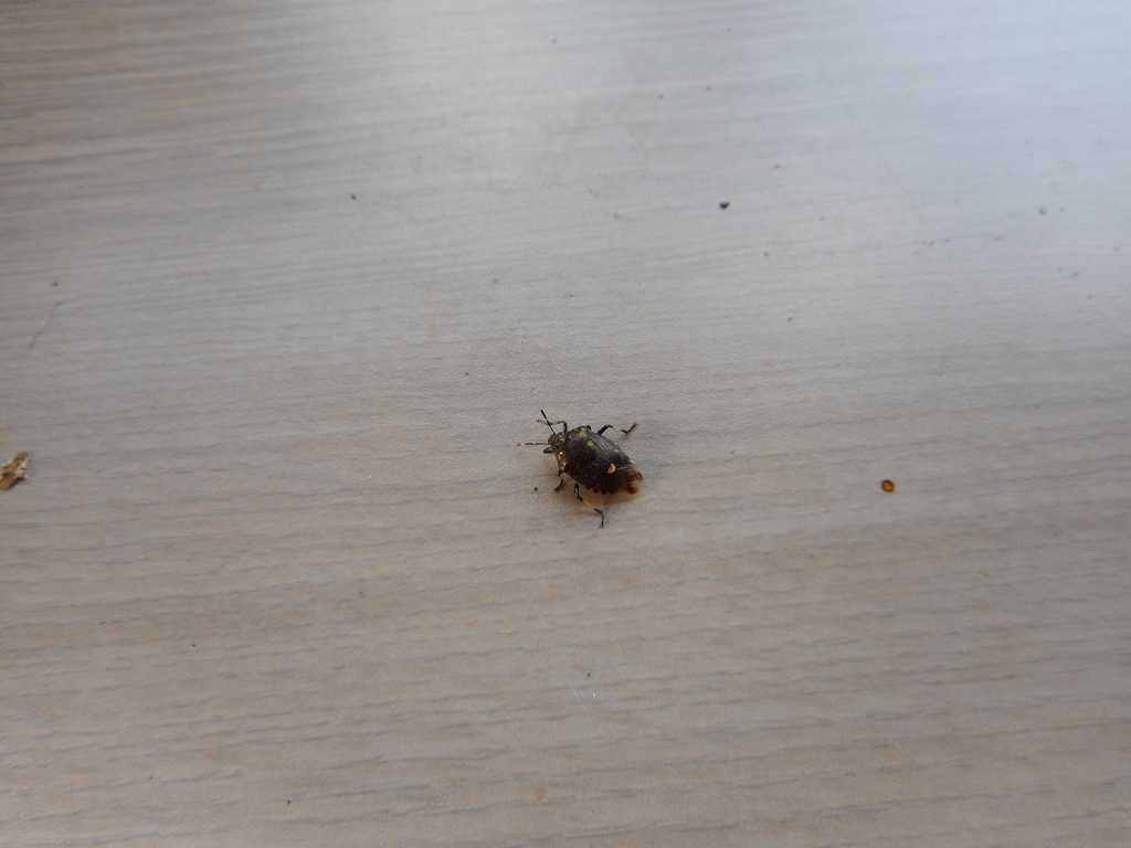 Menida disjecta from 日本、〒064-0959 北海道札幌市中央区宮ケ丘3 on November 8, 2020 at ...