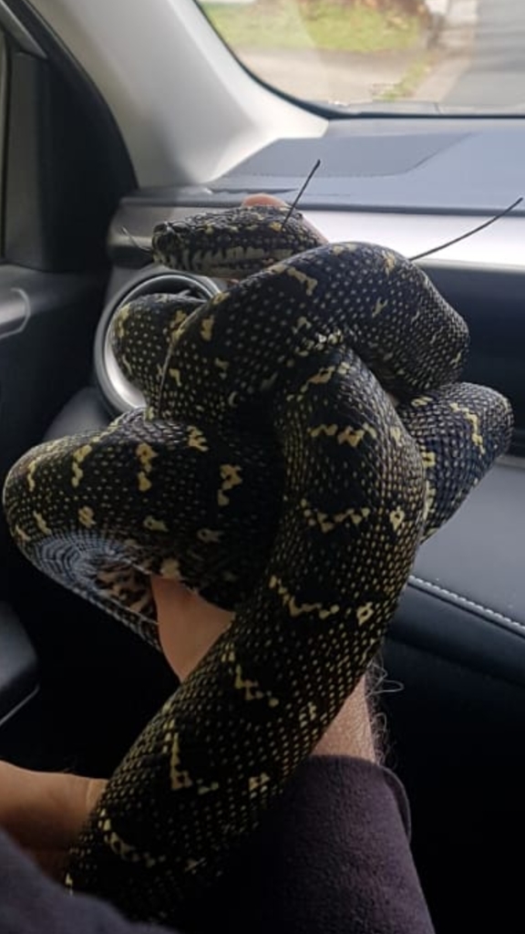 Diamond Python from Neerim Rd at Daymar Pl, Castle Cove NSW 2069 ...