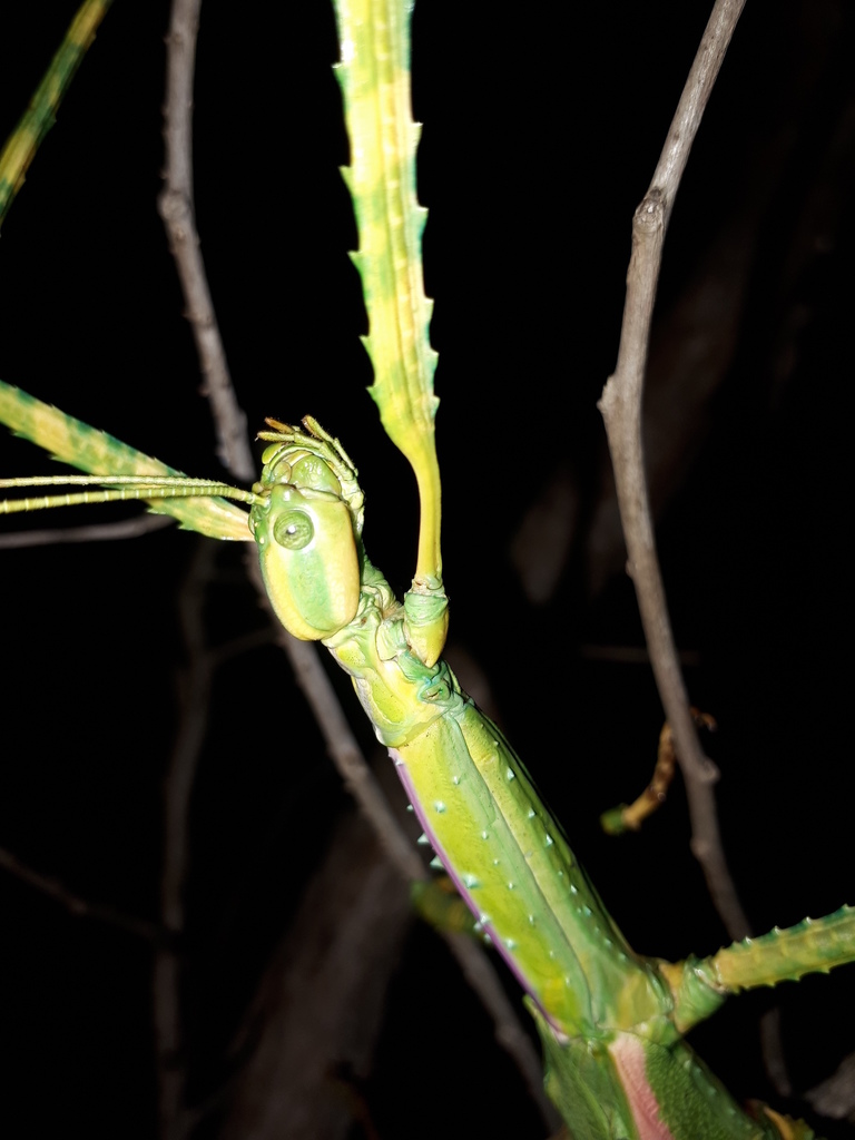 Darwin Stick Insect from Darwin NT, Australia on November 5, 2020 at 09 ...