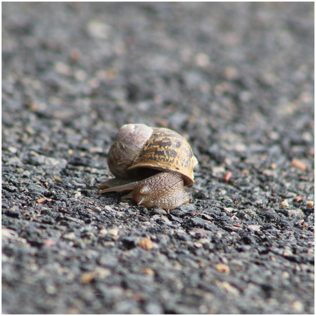 Helix Snails from Irvine, CA 92603, USA on November 7, 2020 at 02:27 PM ...