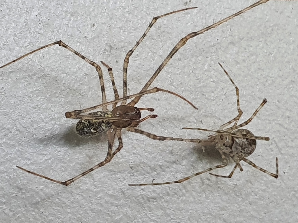 White porch spider from Cockatoo on November 8, 2020 at 05:10 PM by ...