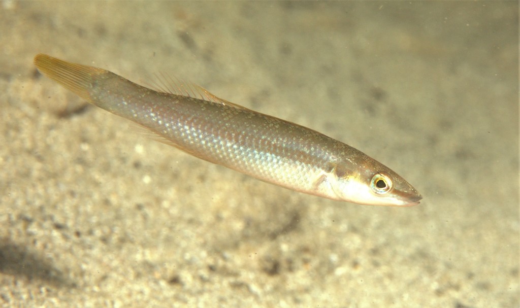 Little Weed Whiting from Sydney NSW, Australia on November 7, 2020 at ...