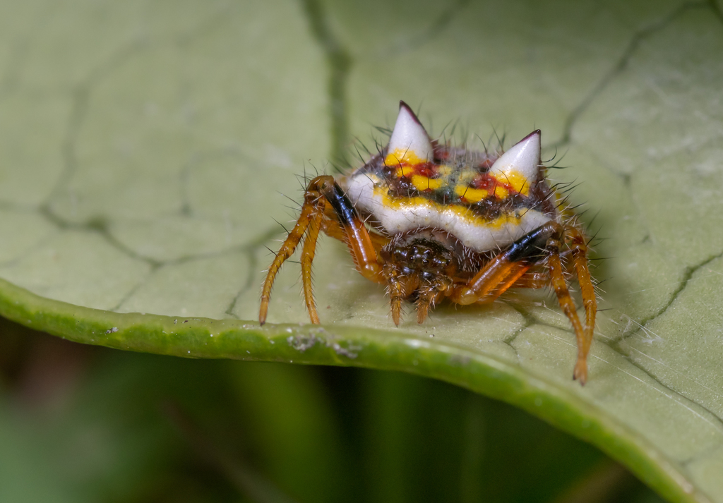 Two-spined spider from 278 Baylys Coast Road, Dargaville 0377, New ...