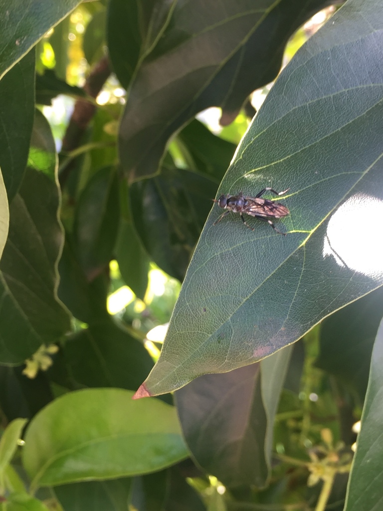 Garden soldier fly from Onkaparinga - Hills, AU-SA, AU on November 08 ...