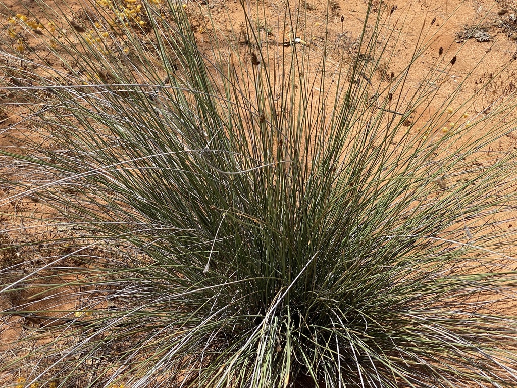 spiny rush from North West Coastal Highway, Eurardy, WA, AU on November ...
