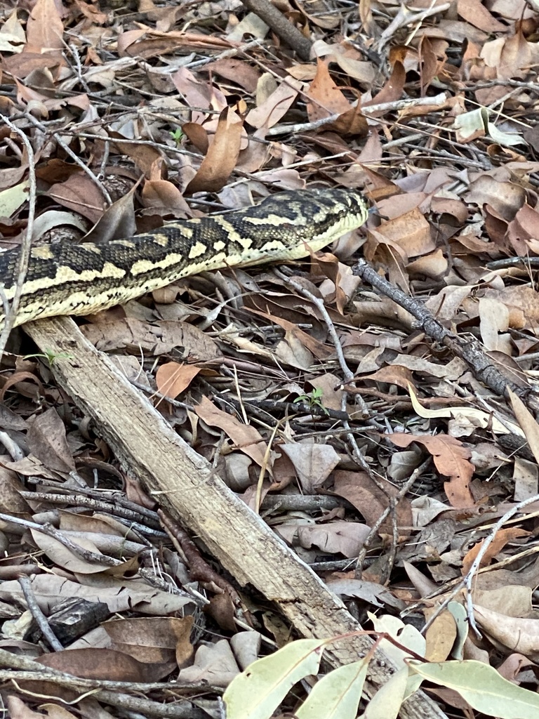 Coastal Carpet Python from Toohey Forest Park, Nathan, QLD, AU on ...