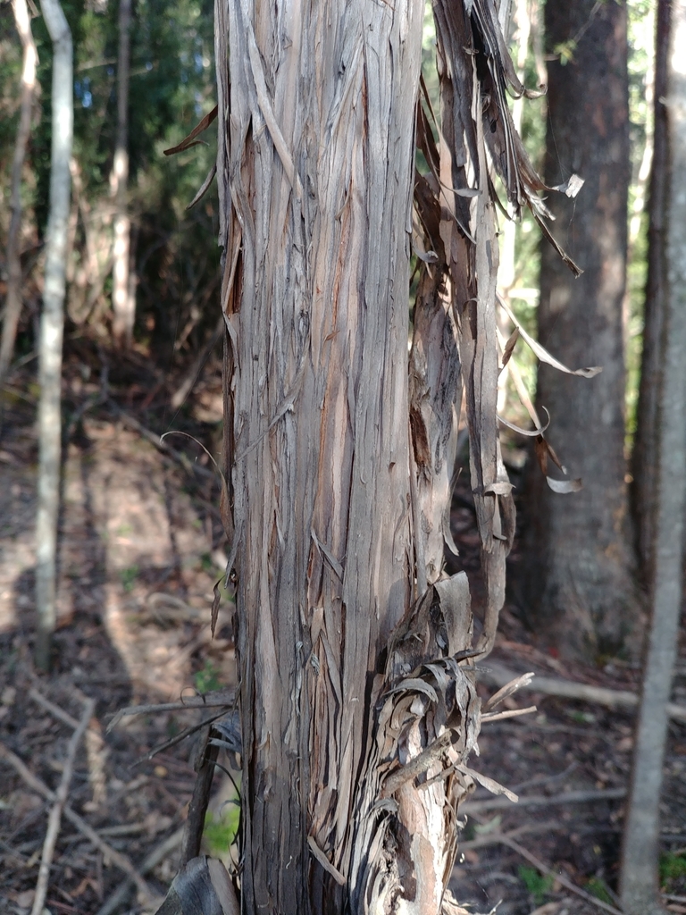 Tea Trees in November 2020 by doeternietoe · iNaturalist