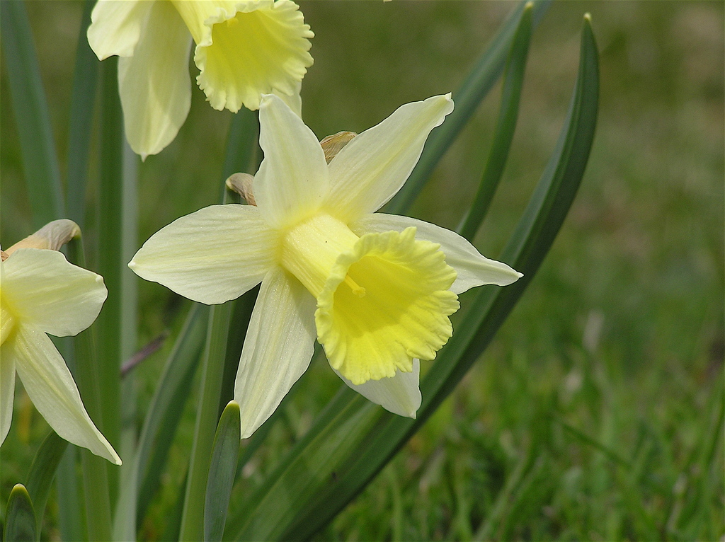 Narcissus (Plants of Overton Park's Old Forest, Memphis, TN) · iNaturalist
