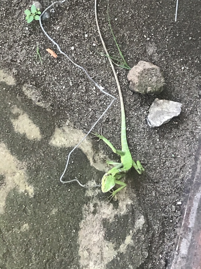 Green Crested Lizard from Java, Central Java, ID on May 31, 2020 at 03: ...