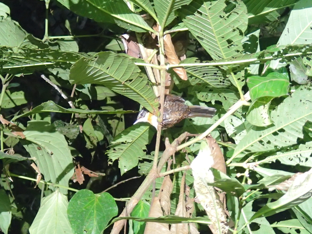 Rusty-belted Tapaculo (Liosceles thoracicus) - Avian Discovery
