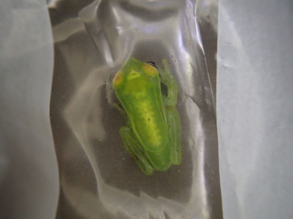 Glass Frogs from Manu, Perú on August 8, 2017 at 06:35 PM by Fernando ...