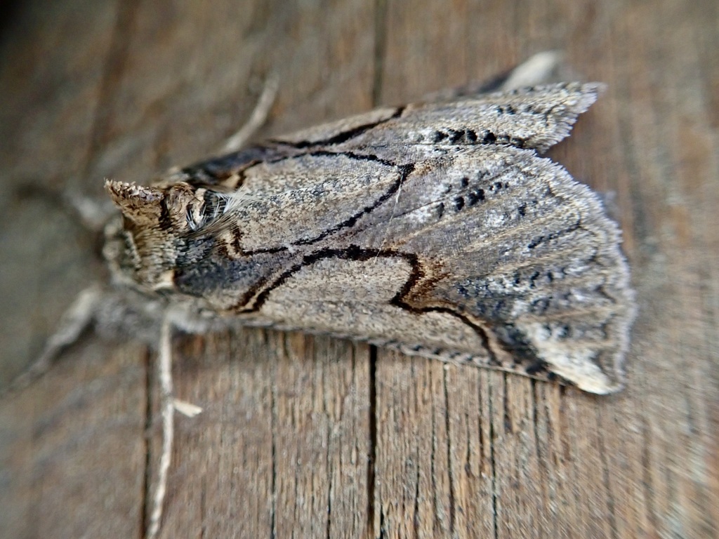 Ipana junctilinea from Lyford, New Zealand on November 6, 2020 at 10:59 ...