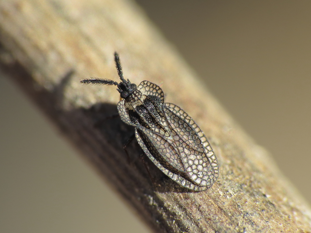 Kalama aethiops from Granada, Spain on May 13, 2019 at 06:17 PM by ...