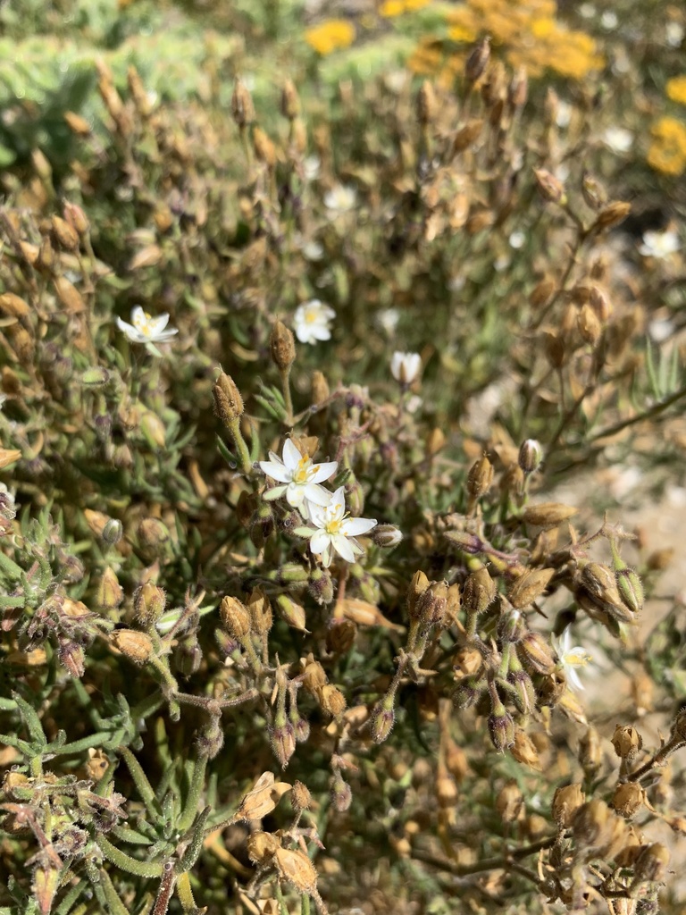 Greater Sea-spurry from Groot-bergrivier, Velddrif, WC, ZA on November ...