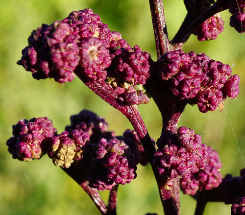 Maple-leaved Goosefoot Complex (Complex Chenopodiastrum simplex ...