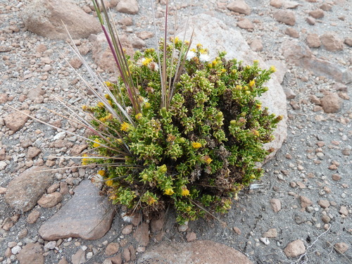 Senecio puchii · iNaturalist