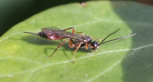 Bathythrix decipiens · NaturaLista Colombia