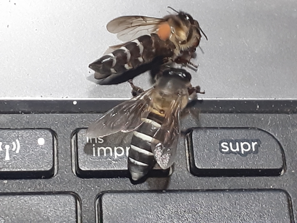 Philippine Giant Honey bee from Davao City, PH-DS, PH on November 8 ...