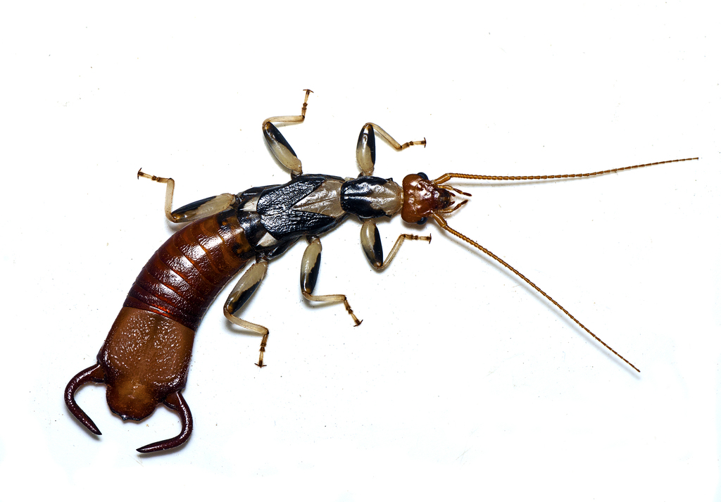 Apachyus peterseni from 1964 Mount Glorious Rd, Mount Glorious QLD 4520 ...