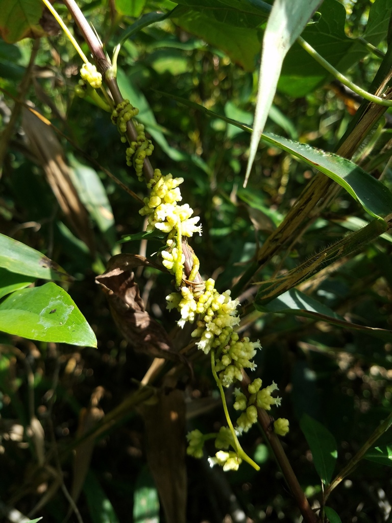 Sessile Dodder (Plants of Green Swamp Preserve) · iNaturalist