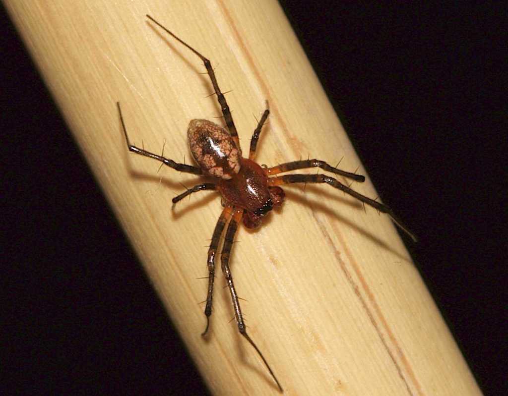 Asian Hermit Spider from Sri Jayawardenepura Kotte, Sri Lanka on August ...