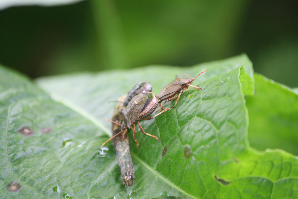 Spiny Shield Bug from 63113 Picherande, France on August 13, 2020 at 12 ...