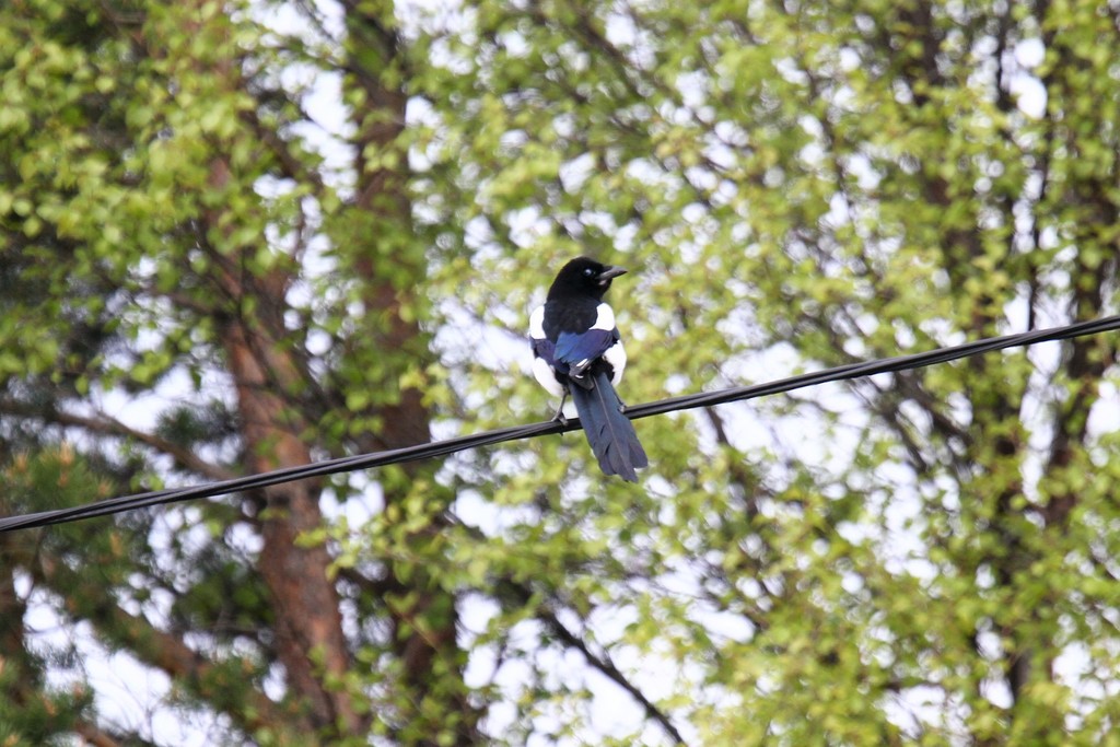 Eurasian Magpie from Fokstumyra nature reserve, Dovre Municipality ...