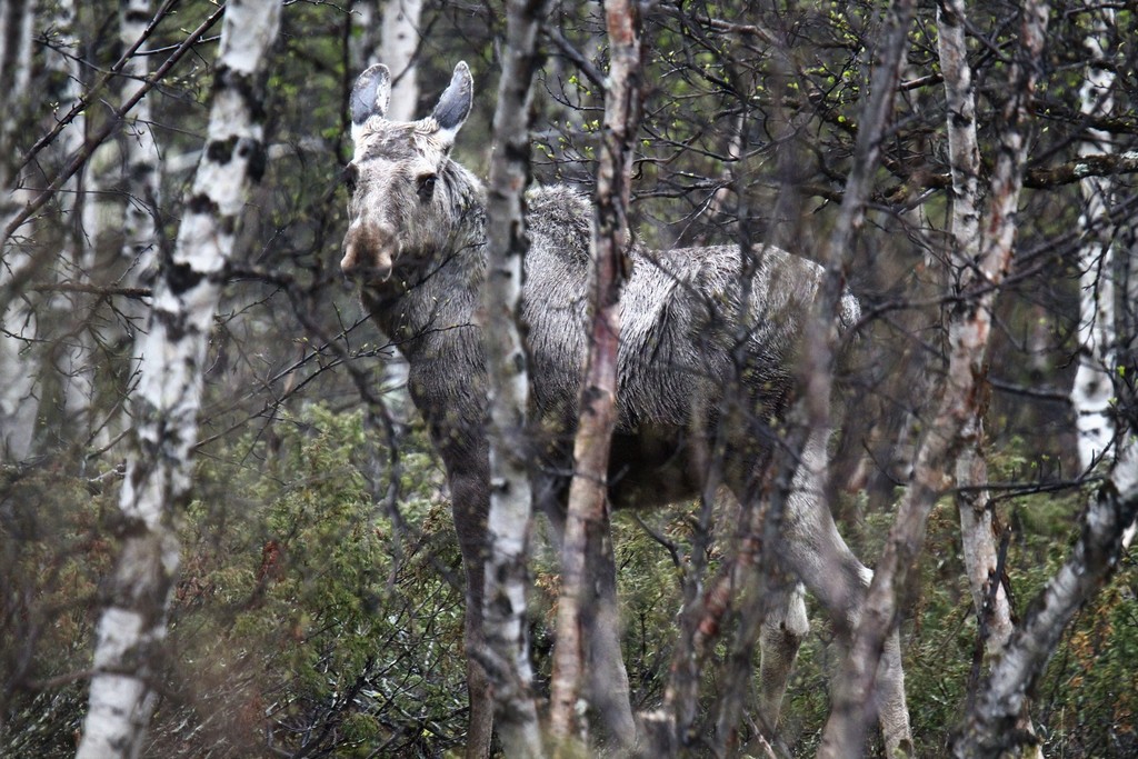 European Elk from Fokstumyra nature reserve, Dovre Municipality, Norway ...