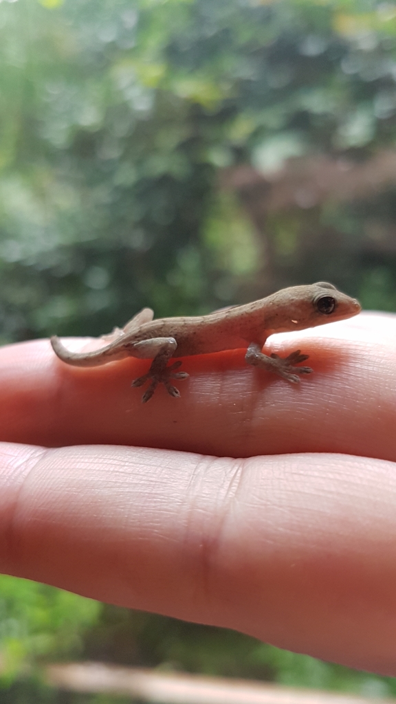 Japanese Giant Gecko from Tairamachi, Meguro City, Tokyo 152-0032 ...