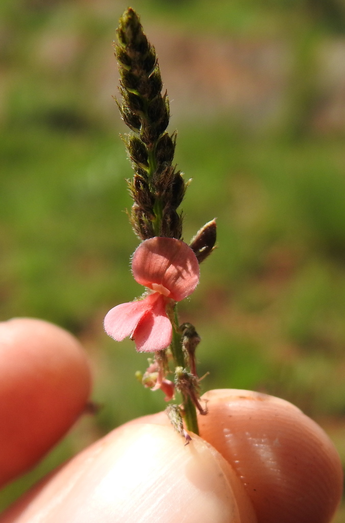 Indigos from Walter Sisulu National Botanical Gardens, Gauteng, South ...
