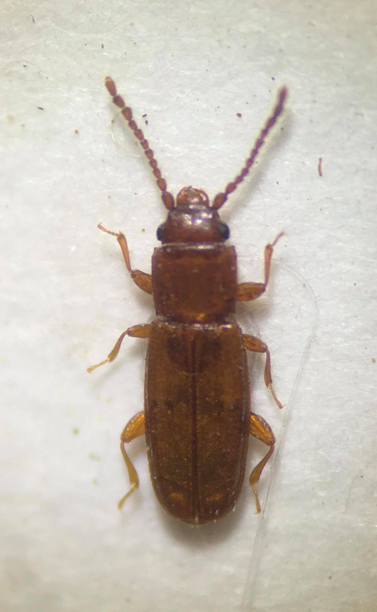 Placonotus MacLeay, 1871