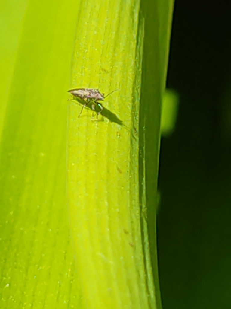 False chinch bugs from Antonio Jose de Sucre Y N25, Quito 170129 ...