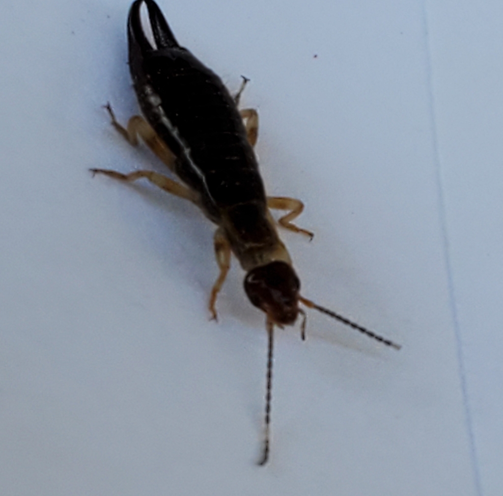 Ring-legged Earwig from Lodi, CA, USA on November 08, 2020 at 09:03 AM ...