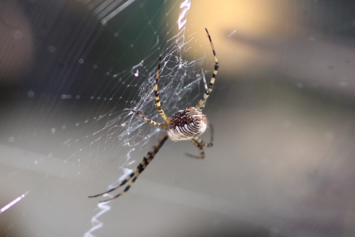 Banded Garden Spider from Santiago de Querétaro, QRO, MX on November 07 ...