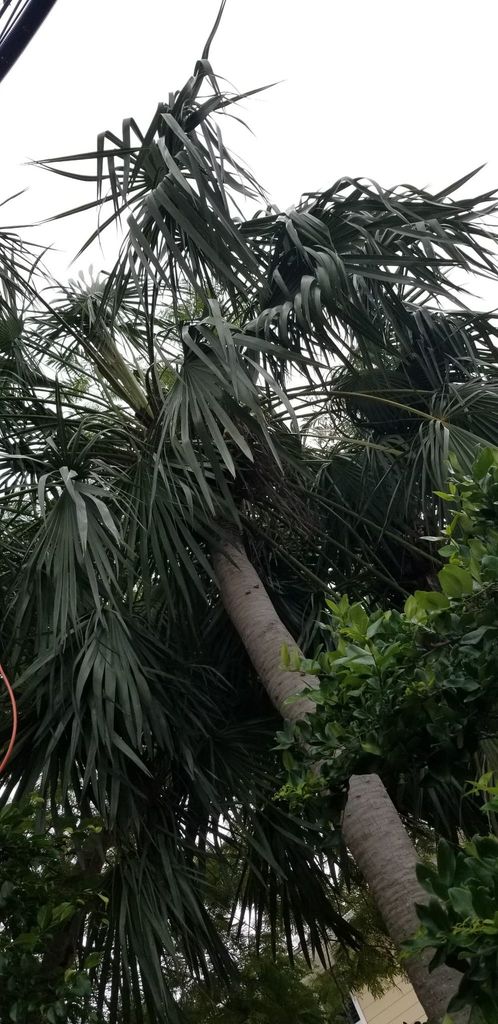 Coryphoideae from Oakland Park, FL, USA on October 12, 2020 at 03:11 PM ...