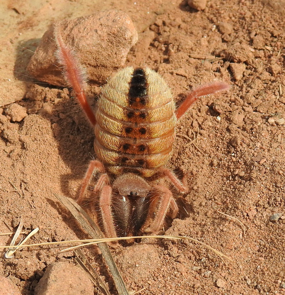 Kalahari Ferraris from Walter Sisulu National Botanical Gardens ...