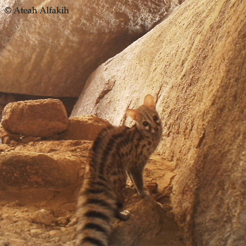 Arabian Small-spotted Genet (Subspecies Genetta genetta dongolana ...